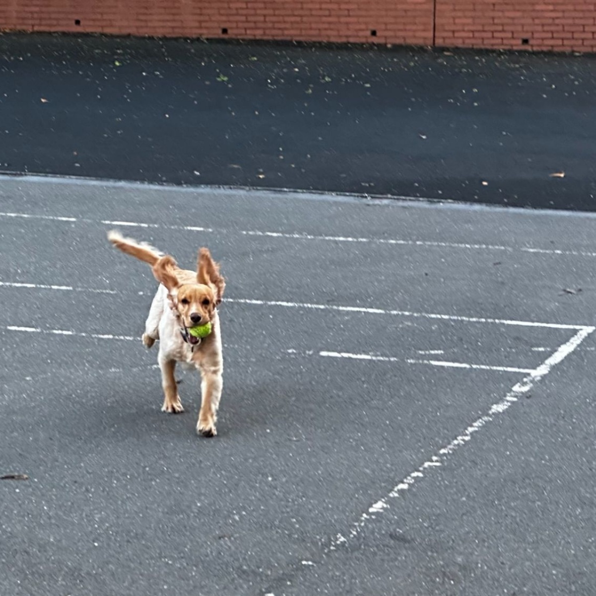 Scotholme Primary and Nursery School - Ozzy returns to school.